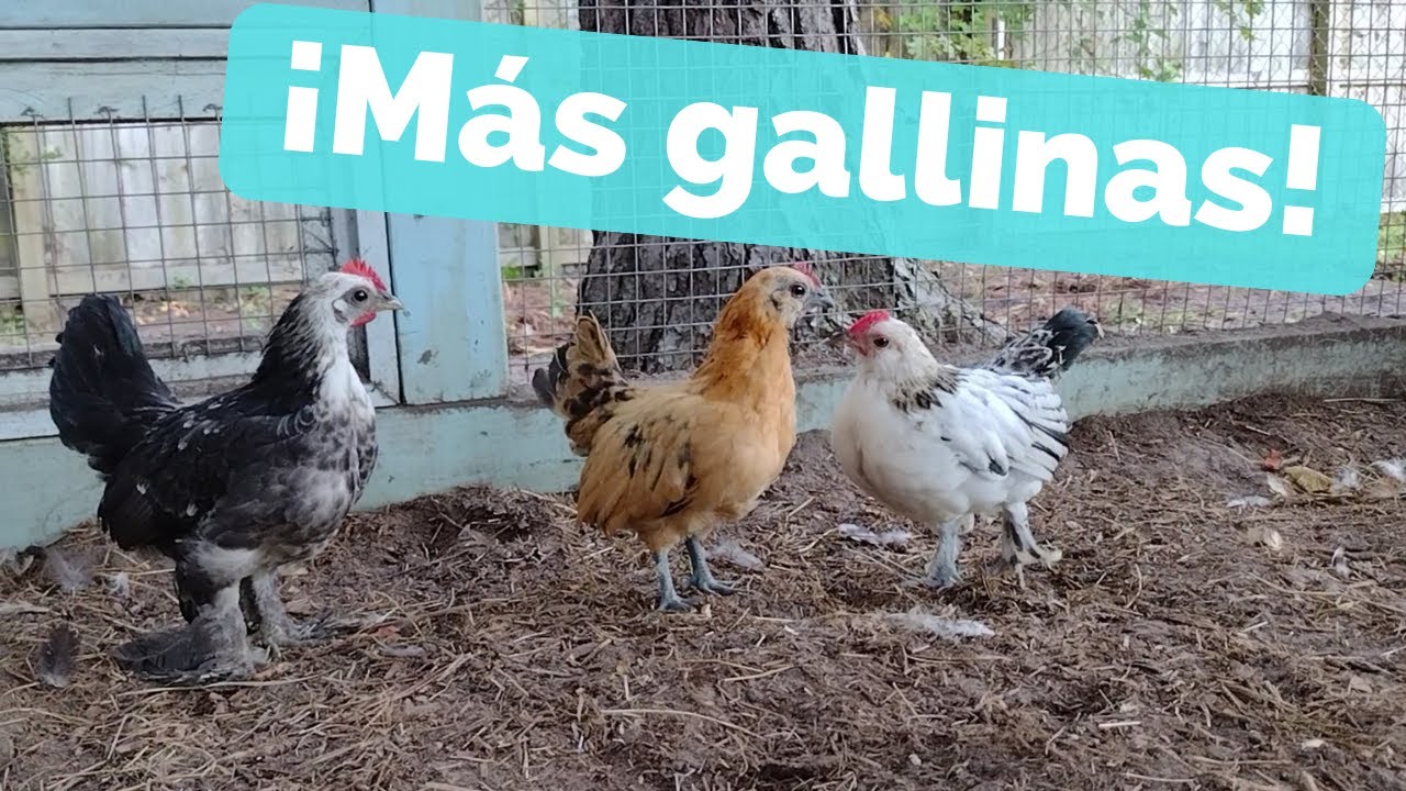 Como integrar nuevas gallinas a nuestro gallinero. Parte 1 ¡GALLINITAS ...