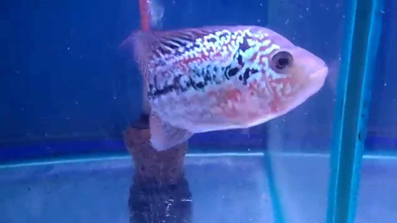 Update King Kamfa female Salvador P LJ - YouTube