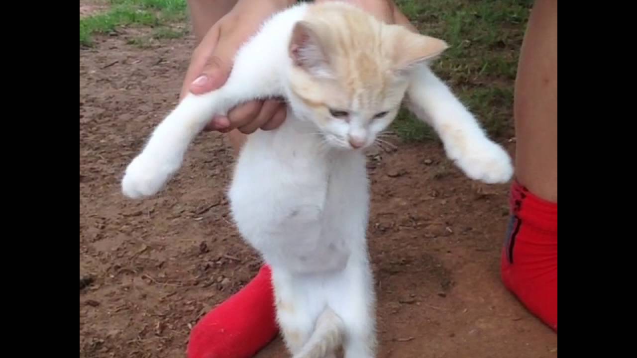 Kitty Dab - YouTube