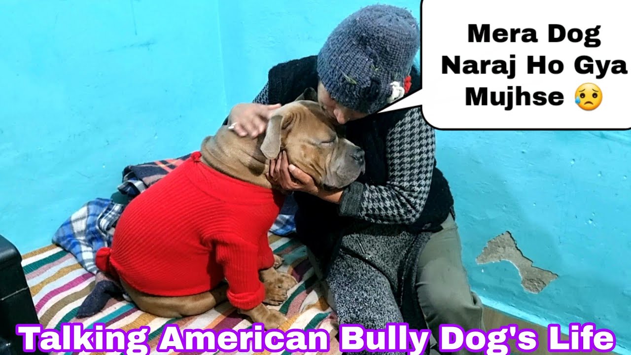 Dog is Angry with Mom 🥺 | American Bully Dog | Pitbull Dog - YouTube