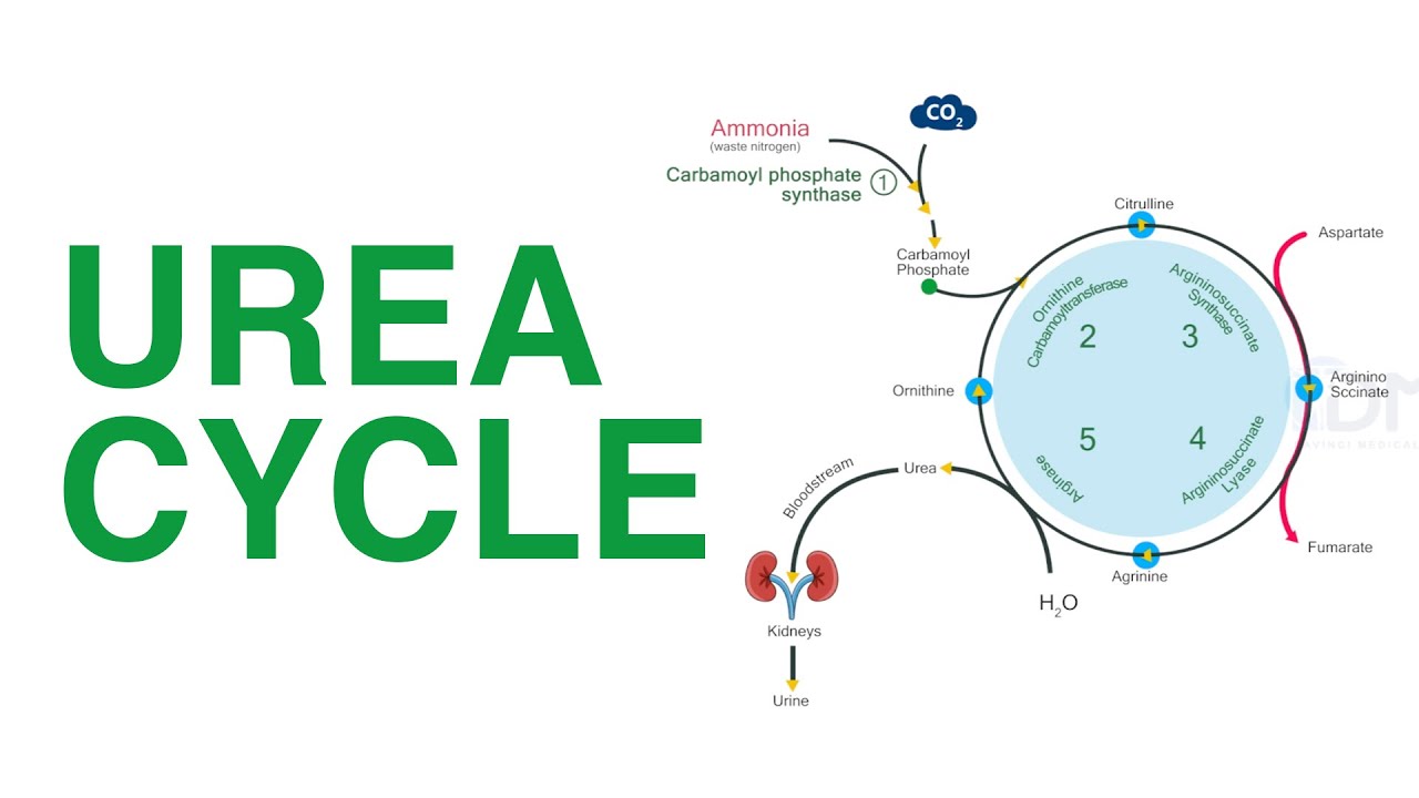 Urea Cycle | Biochemistry | DMA - YouTube