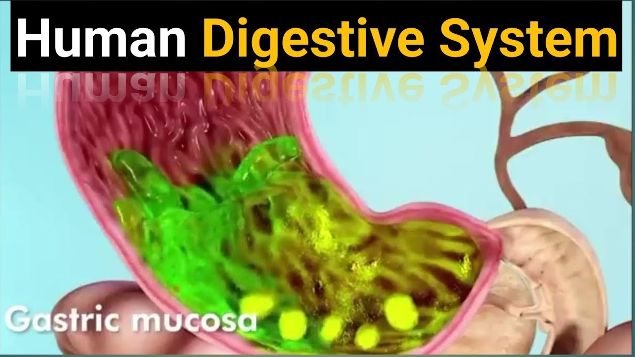 How our Digestive System works? | All Parts and functions - YouTube