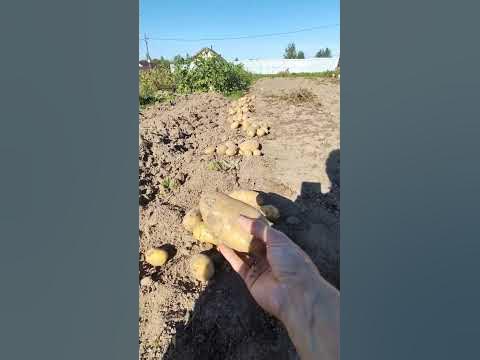 Картофель Наташа👍. - YouTube