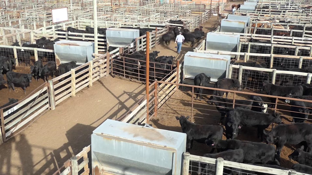 Oklahoma National Stockyards - YouTube