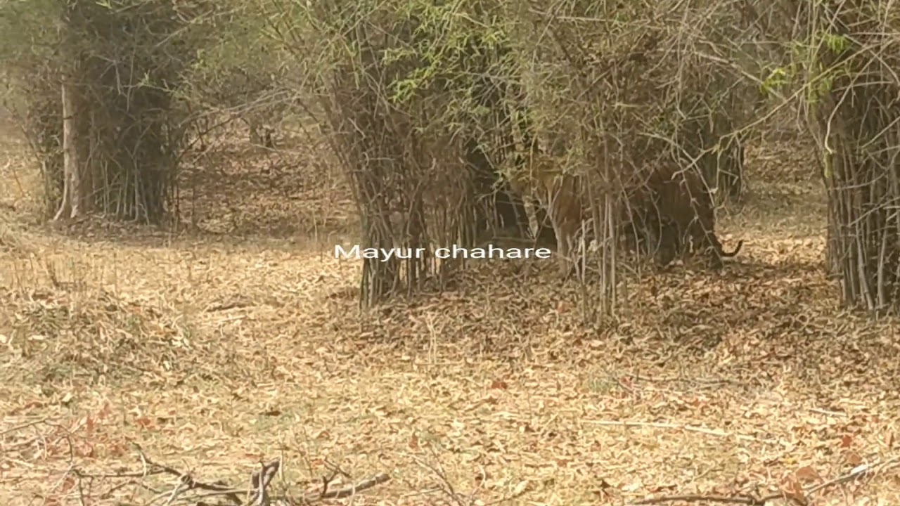 waghdoh....one of The largest tiger in India At Tadoba Andhari Tiger ...