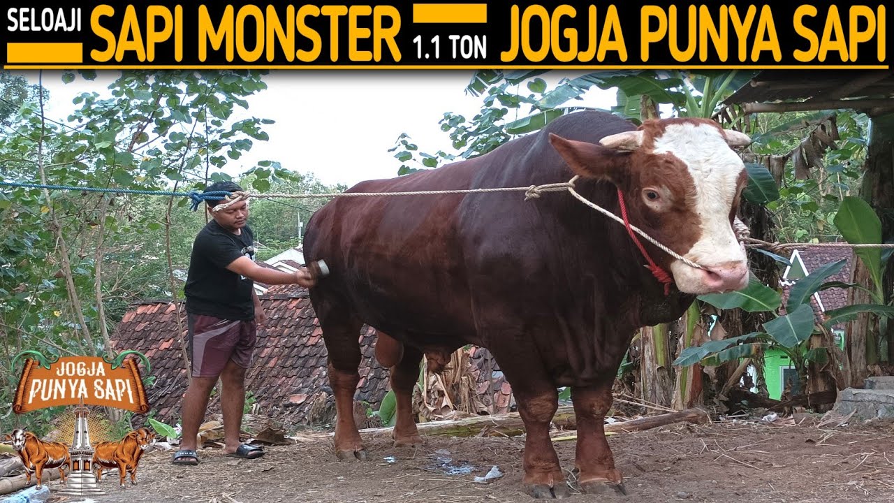 Selo Aji " Batu Yang Berharga " Sapi Monster Asli Gunung Kidul Koleksi ...