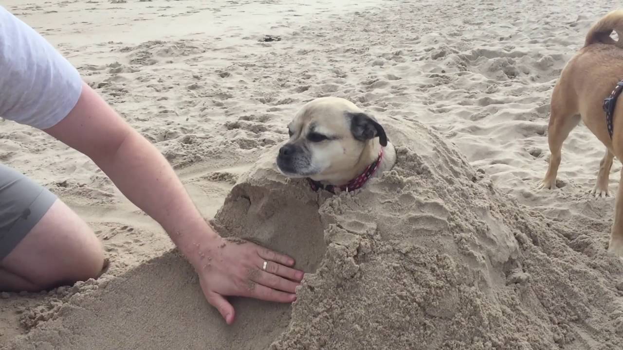 Jug Dog Breaks Out of Sandcastle - YouTube