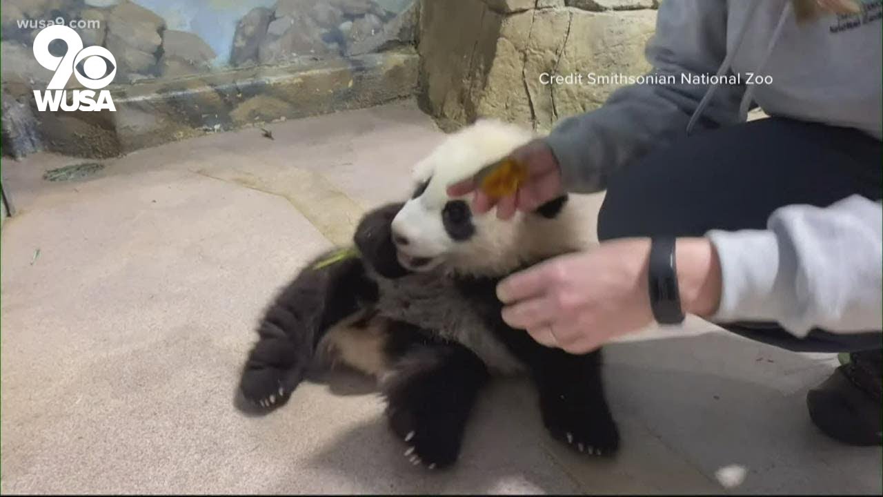 National Zoo's giant panda cub meets his fans virtually | It's A DC ...