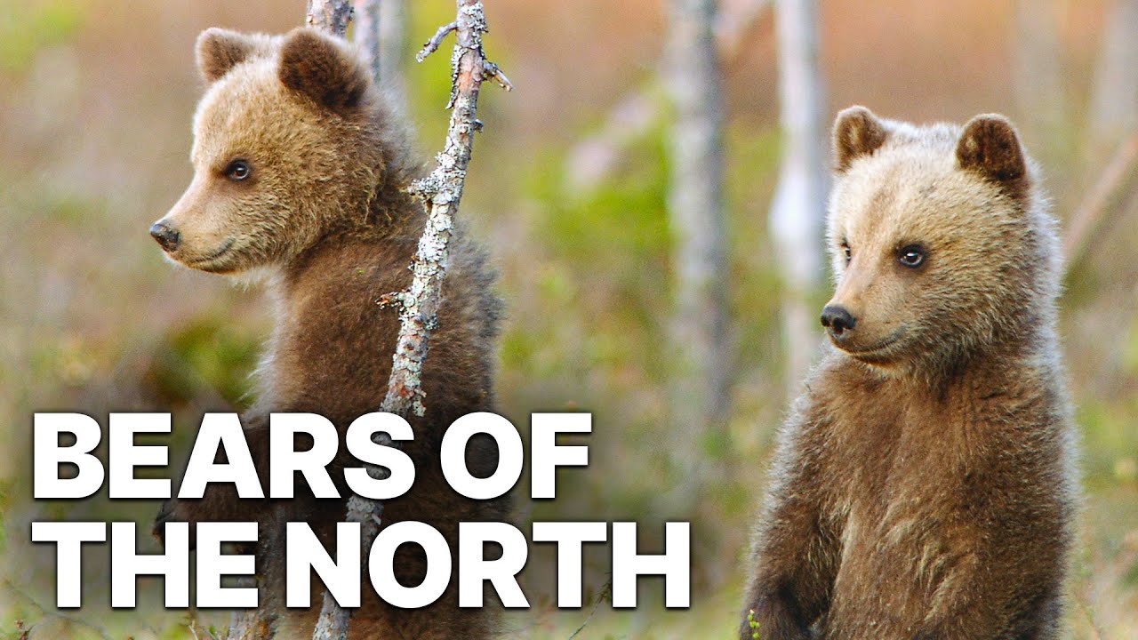 Bears Of The North | Nature Documentary - YouTube