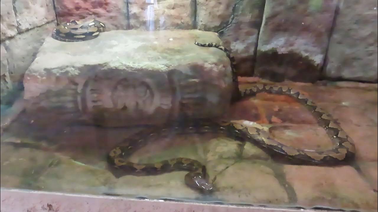 Reticulated python (Malayopython reticulatus) enclosure at the Memphis ...