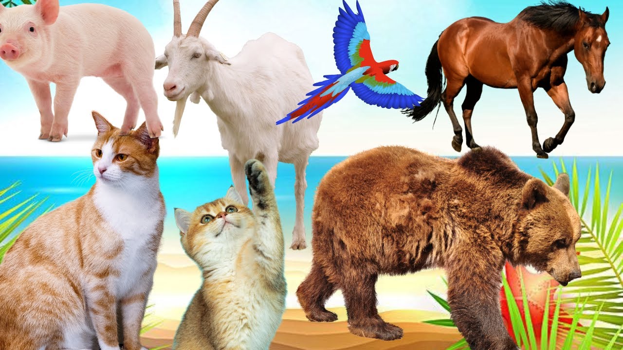 ANIMAL SOUNDS I Cute Animal Sounds Video Compilation 2023 - YouTube