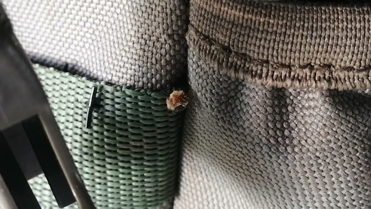 Popcorn bug? - YouTube