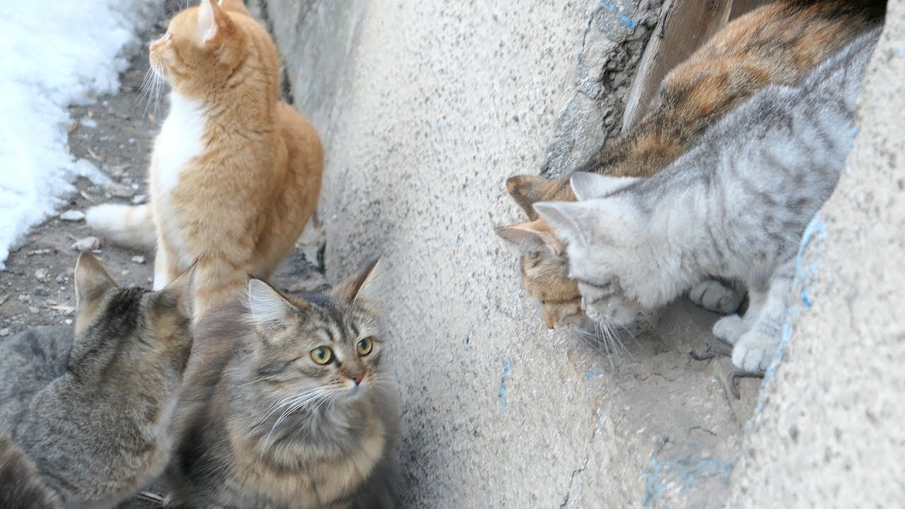Big family cats from the basement - YouTube