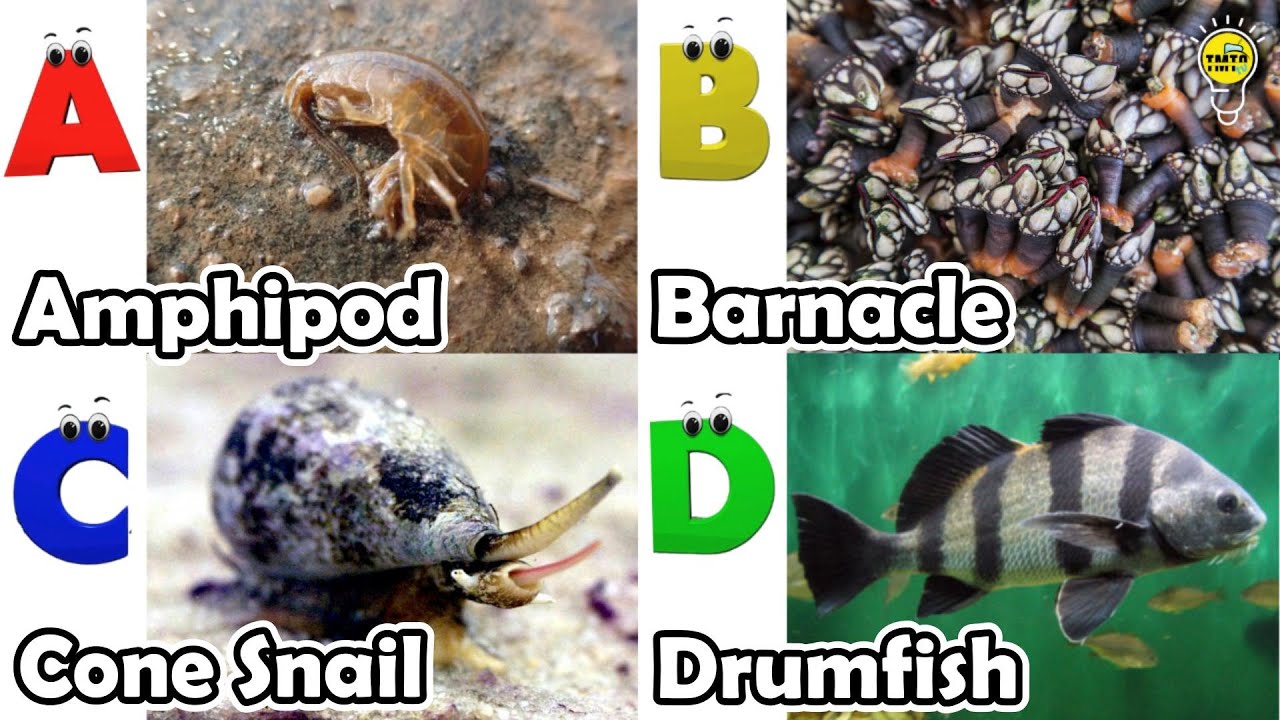 Amazing sea animals | ABC Sea Animals song | English and Animals for ...