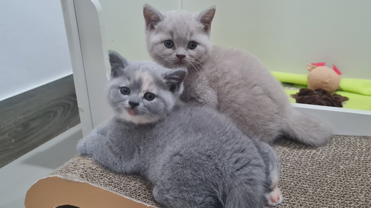 These Kittens will make you Feel JOY😀 48 Days Old - YouTube