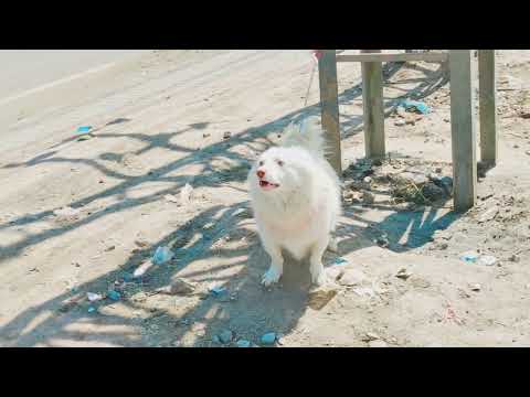Russian Dog mail full security dog right nose billiyan for sale all Pakistan delivery 🚚03419624258