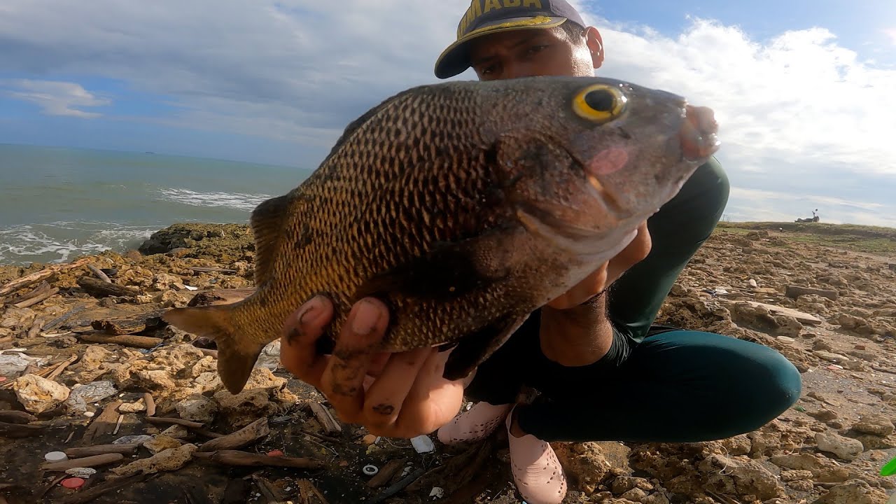 Pescando MOJARRA Chopa con Carnada " CANGREJO " PESCA A FONDO surf ...