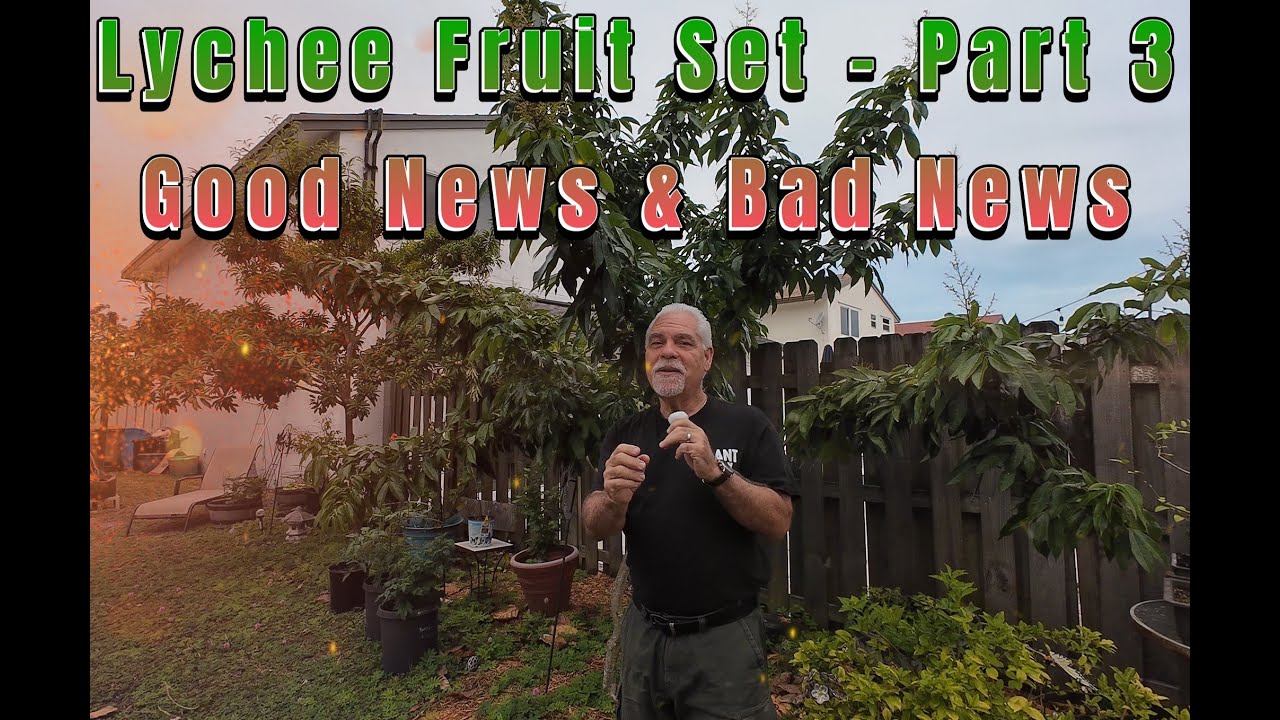 "Growing Lychee Fruit Trees: How Drought and Windy Conditions Impact ...