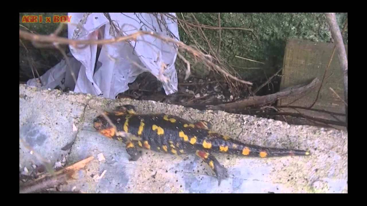 Go! Go! Fire salamander, at Portugal HD walking video ;) 2013 ! - YouTube