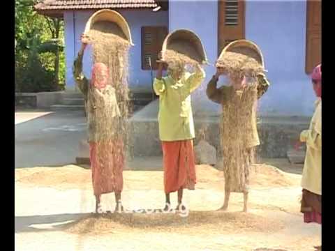 Farming Navara Rice, Ayurveda, Kerala - YouTube