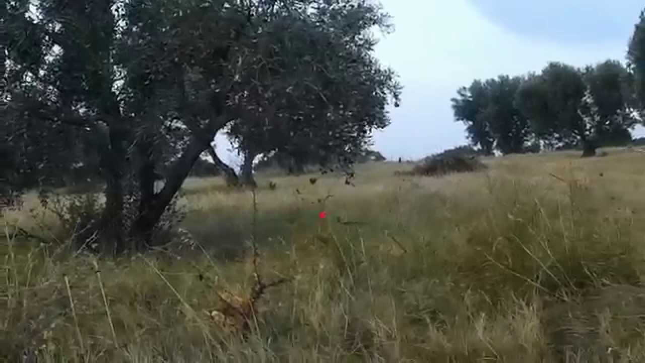 Κυνηγι τσιχλας στην Χαλκιδικη 2 - Caccia al tordo in Halkidiki 2 - YouTube