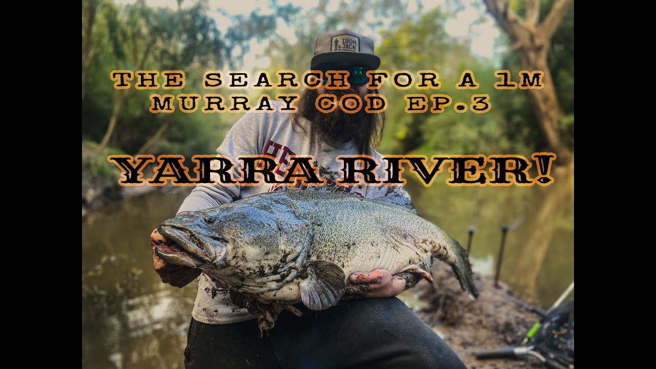 GIANT Yarra River Murray Cod Fishing | The Search For A 1m Murray Cod ...