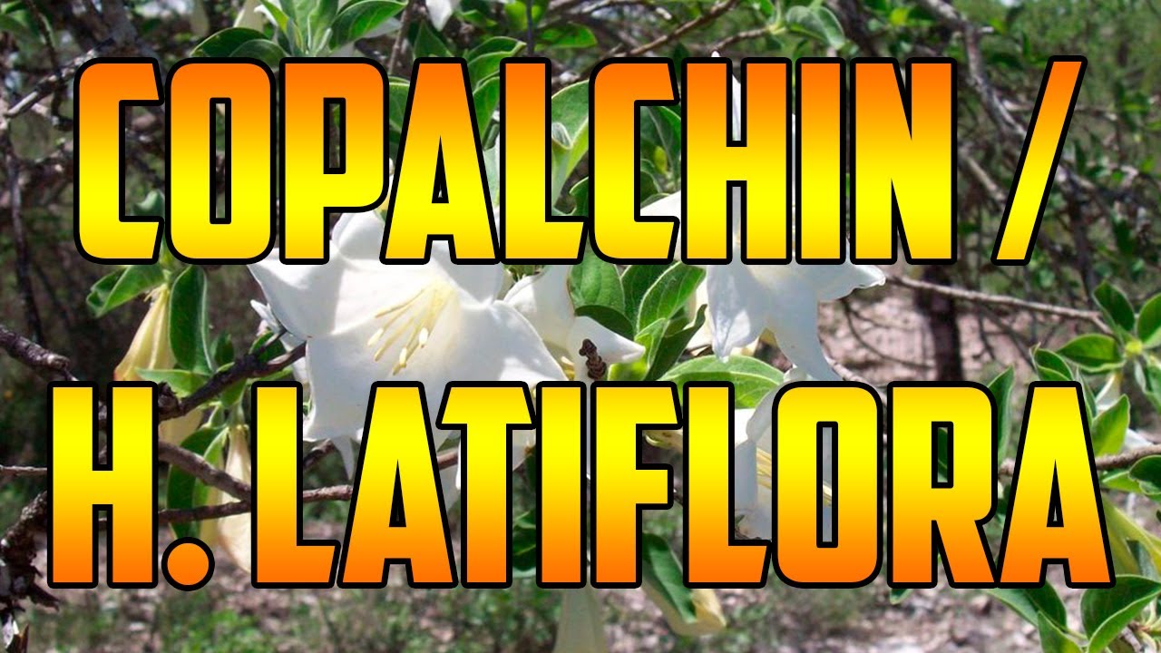 COPALCHI #benefits H. latiflora 🌿¿PARA QUE SIRVE ? 🌿Usos🌿 #plants 🌿 # ...