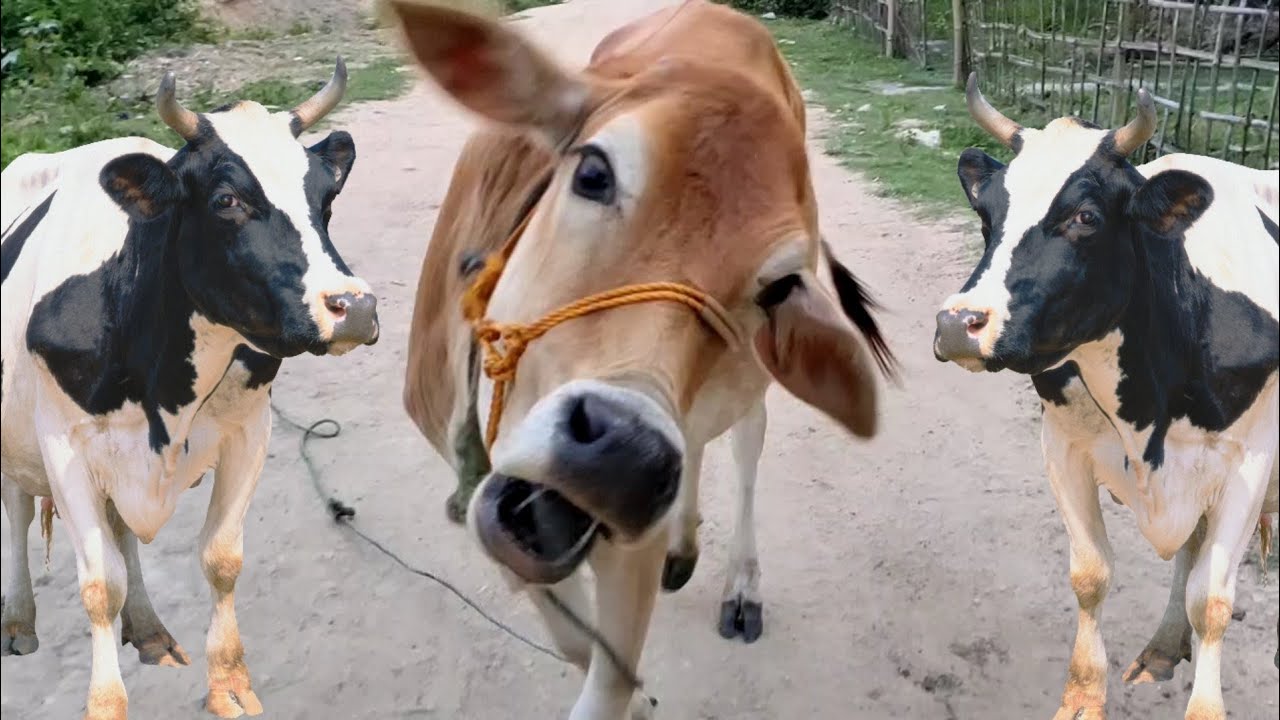 Cow farm Video & Cow Video || Cow sounds effect Mooing video || #cow ...