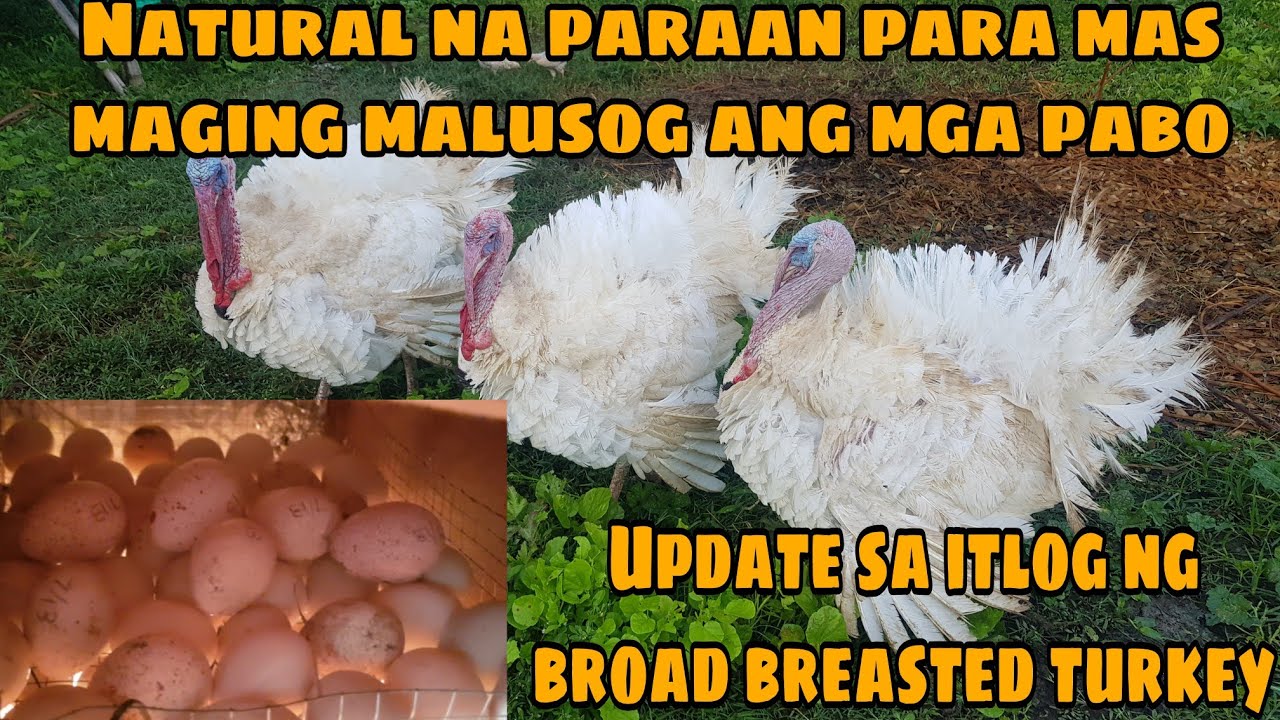 Natural na pamamaraan para mas malusog ang pabo | Update sa itlog ng ...