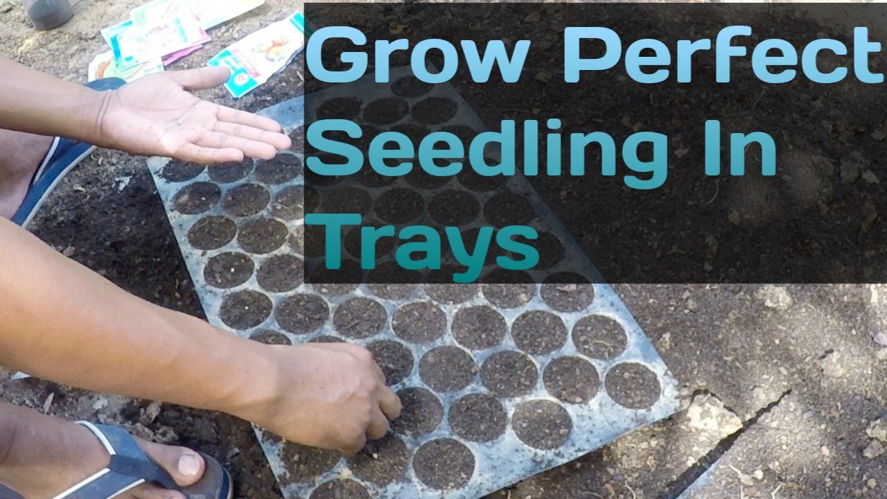 Best Way To Seedling Growing In Trays/Grow Perfect - YouTube