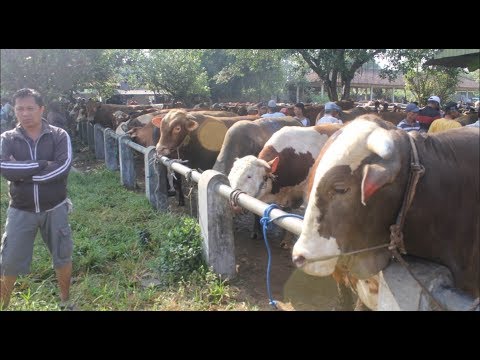 Awas Sapi Galak Bobot 650 Kg - Pasar Sapi Muntilan - YouTube