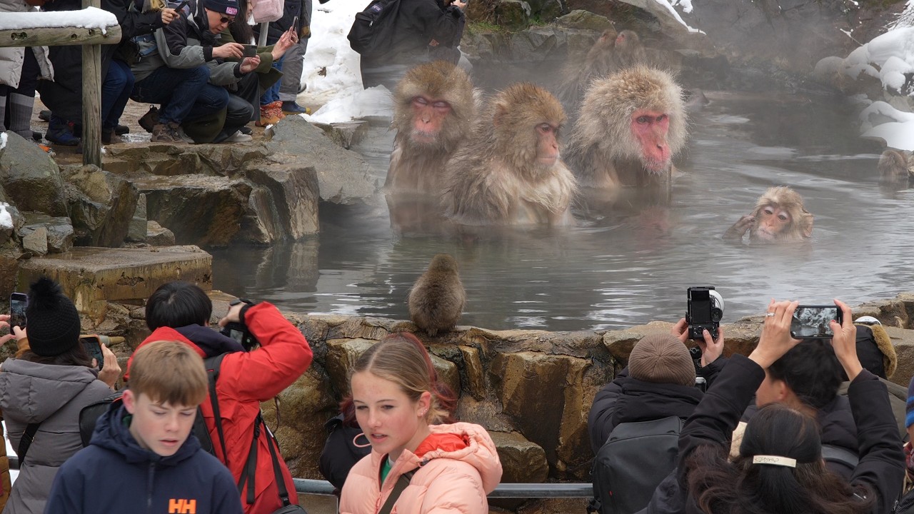 Emotional Journey of Snow Monkeys in a Hot Spring Challenge / monpai ...