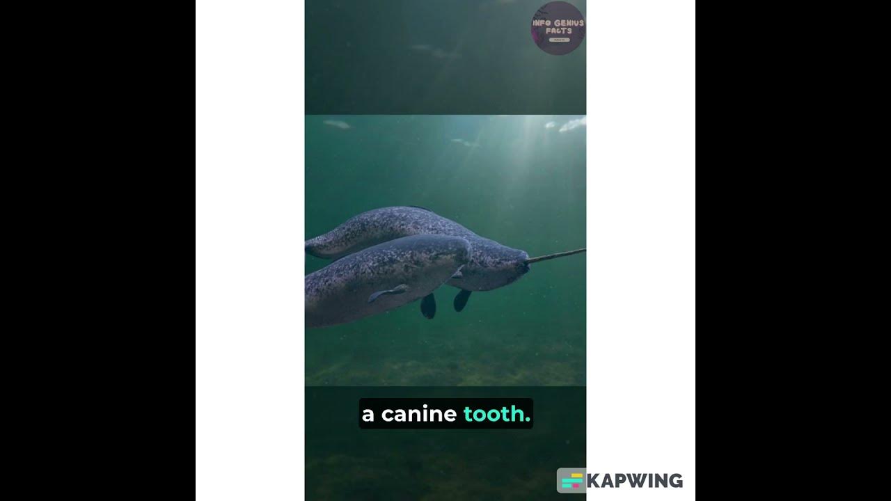 Unveiling the Enigmatic Narwhal: A Deep Dive into Arctic Wonders - YouTube