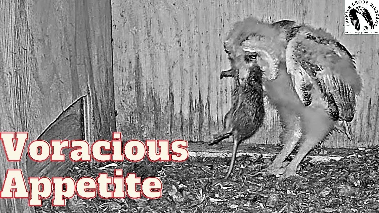 Gulp of Nature: Barn Owl Nestling Inhales Immense Rat in Impressive ...