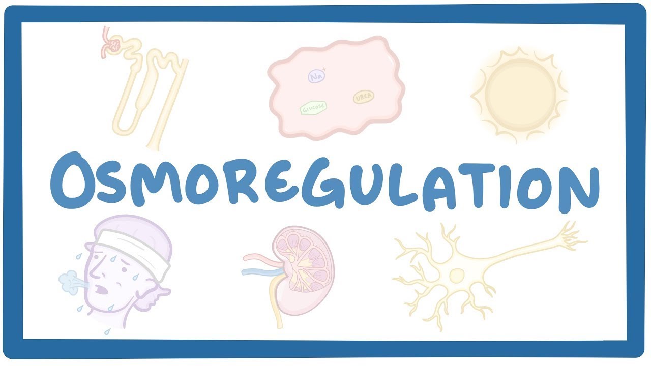 OSMOREGULATION and SALT balance in blood : Life sciences GRADE 12 & 11 ...
