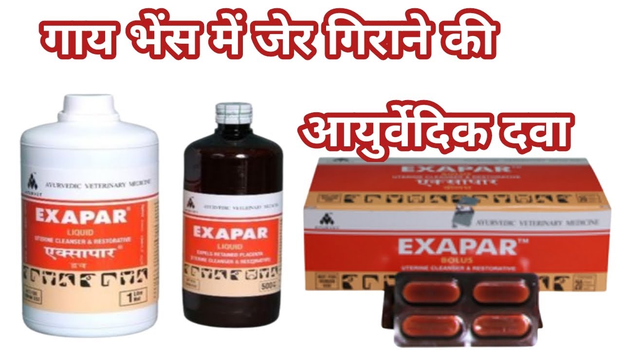 Exapar liquid & bolus uses in cattle !! - YouTube