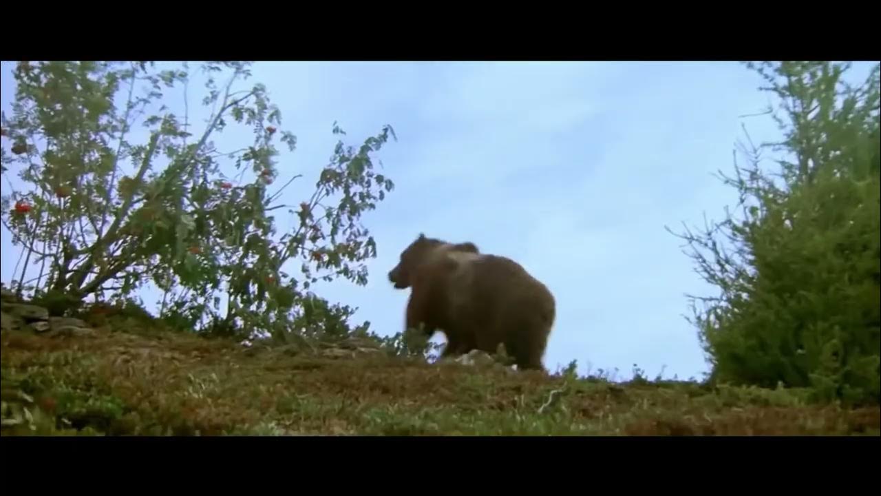 Охотники убивают медведя - YouTube