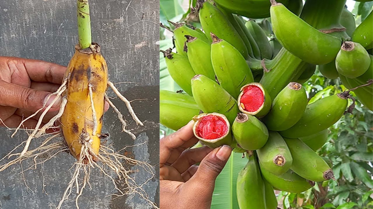 How to Graft Bananas and Watermelon Together - Unbelievable Results ...