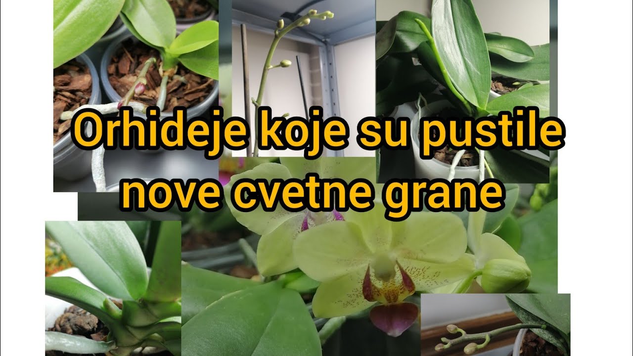 Orhideje koje su pustile nove cvetne grane! - YouTube