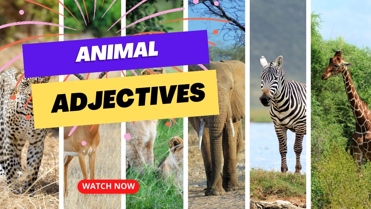 Animal Adjectives - YouTube