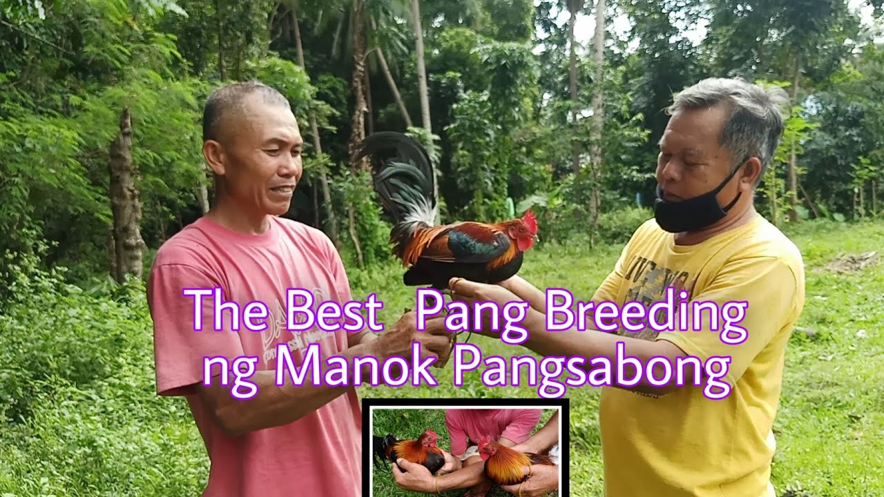 THE BEST PANG BREEDING NG PANG WINNING MANOK NA PANGSABONG | MANOK ...