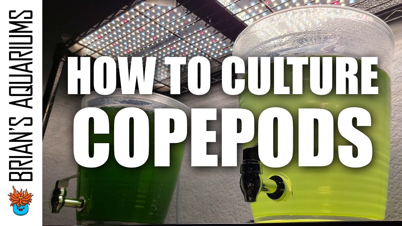 How to Culture Copepods - YouTube