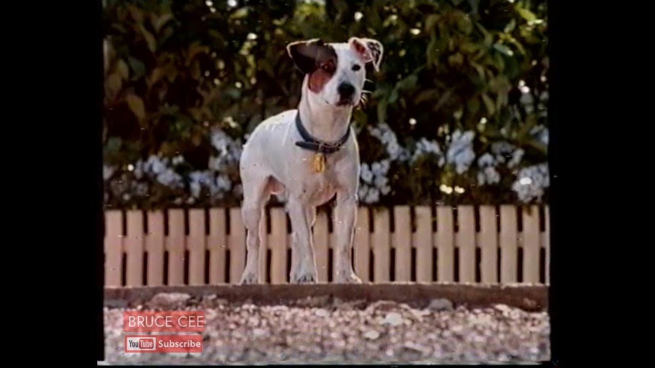 Advert -Telecom NZ - NZ Police, Spot Bo Dog, TV2 NZ (VHS) - YouTube