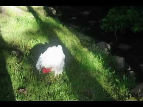 OLIVER DIAPERED PET SEBASTOPOL GOOSE GOES TO HIS MUD PUDDLE Part 2 ...