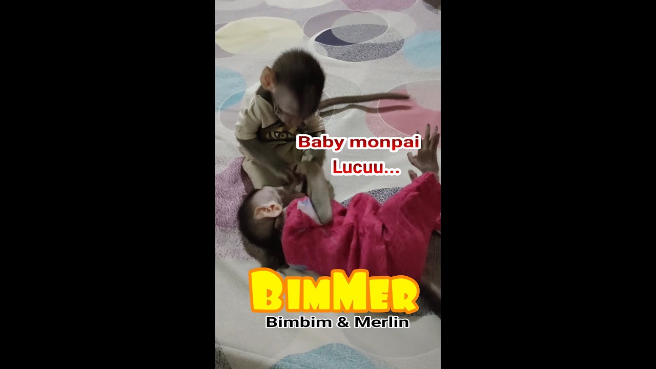 Baby monpai lucu banget | bimbim merlin - YouTube