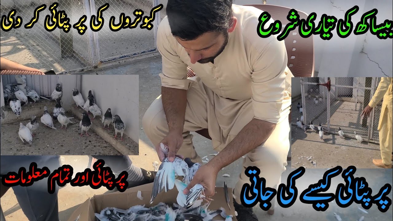 How to Trim Pigeon Feathers for Better Flight | Tournament Preparation ...