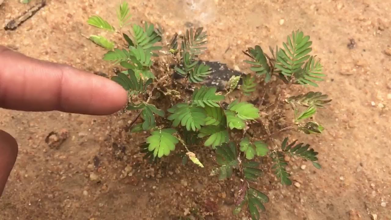 Nidikumba plant slow motion - YouTube