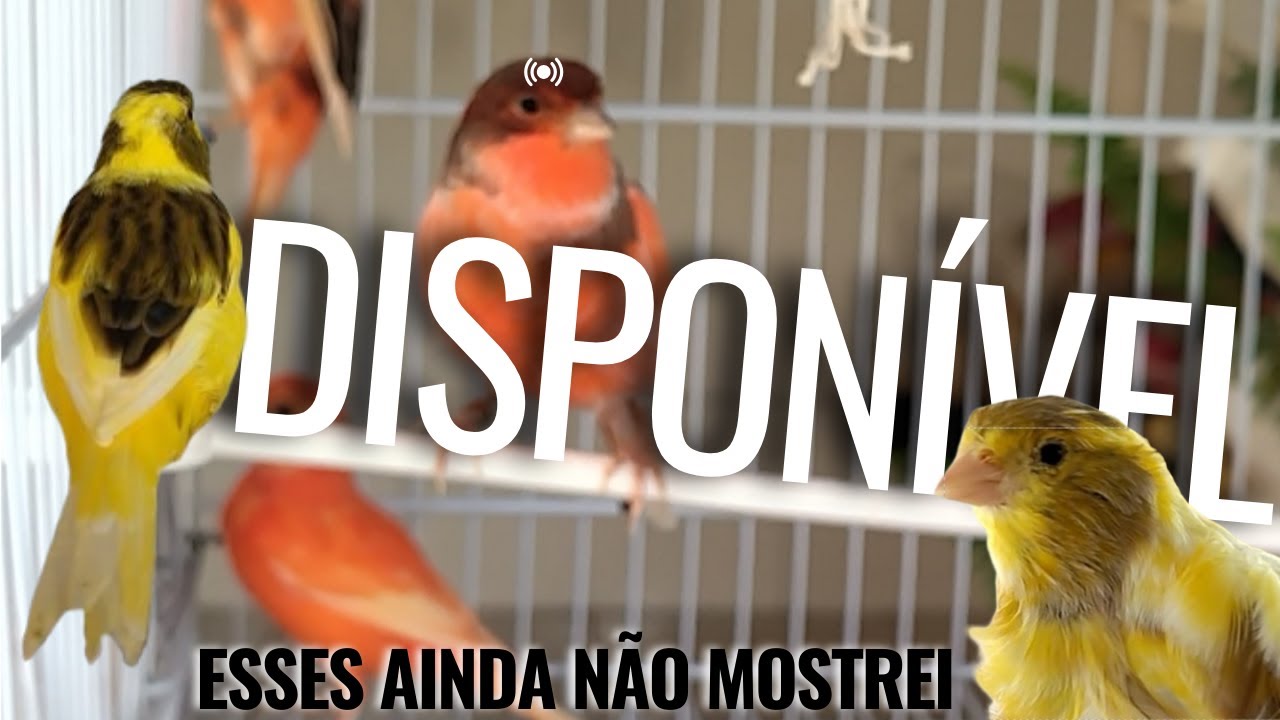 ESSES filhotes logo estaram CANTANDO ESTOURADO - YouTube