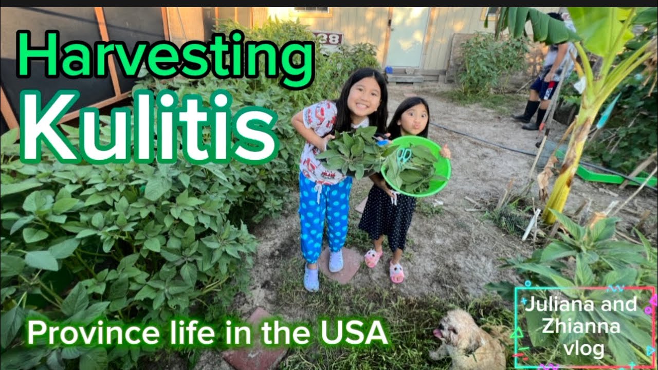 We have a lot of Kulitis in our backyard. We cooked and ate them..watch ...
