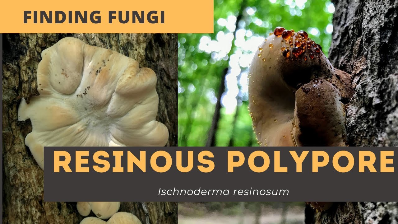 The Resinous Polypore | Finding Fungi - YouTube